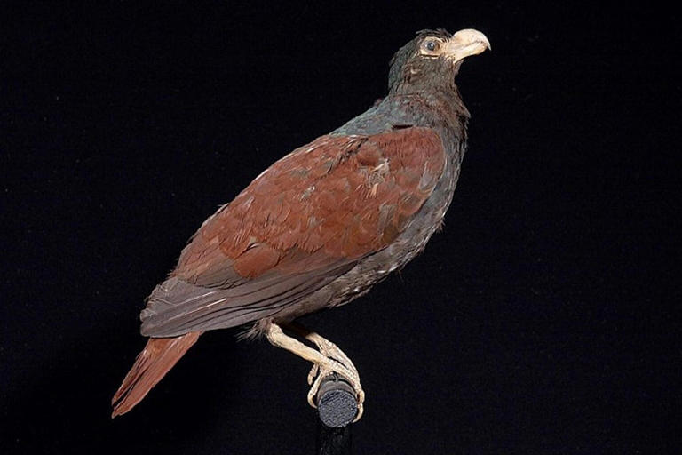 Dodo’s closest living relative seen in remote South Pacific rainforest