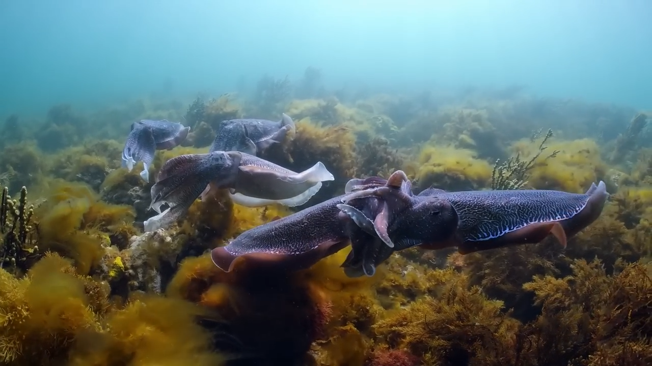 Nature’s weirdest mating strategies revealed in three wild examples