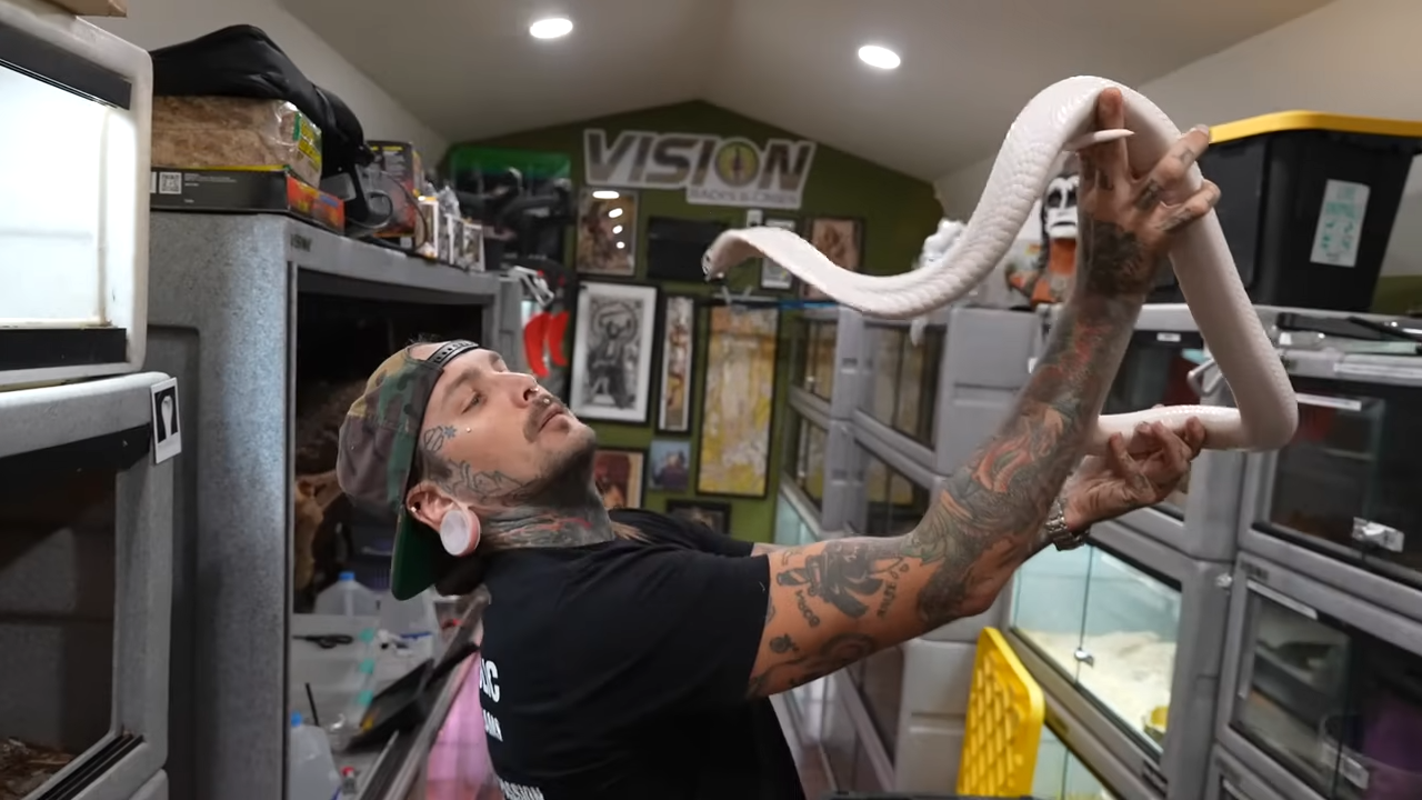 Danger surges as venomous snake room activity spikes