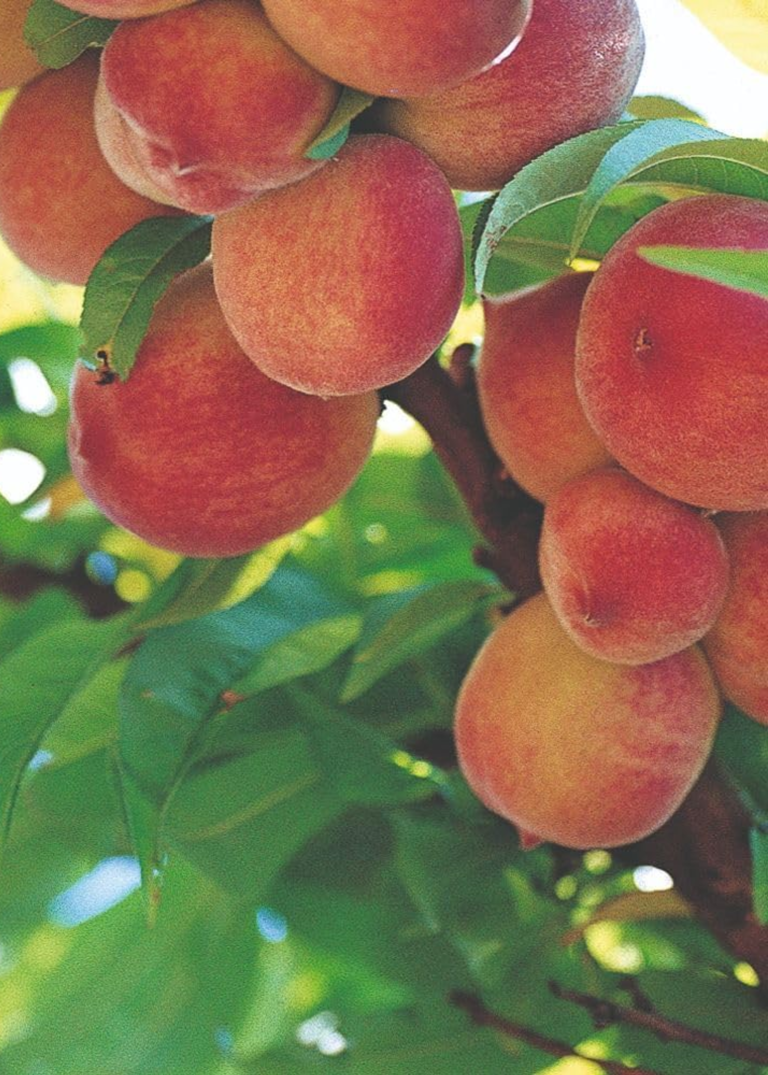 How to pick a fruit tree based on your birth month — the 12 trees and ...