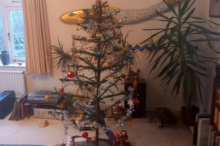 Edinburgh man displays Britain's 'oldest Christmas tree' for 115th year ...