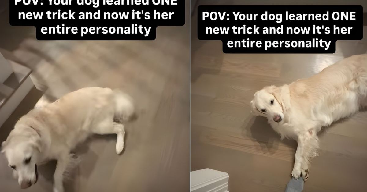 Golden retriever's one trick becomes her 'entire personality'