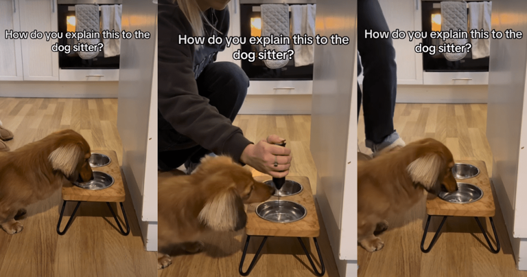 Video: Dachshund won't drink water unless it's 'frothed'