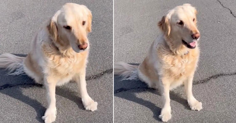 Golden retriever voices disappointment after BFF misses play date