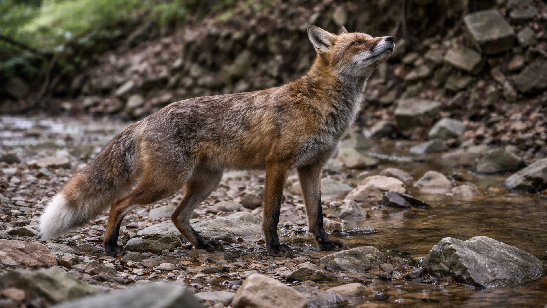 Captado por mi cámara trampa en la orilla del río