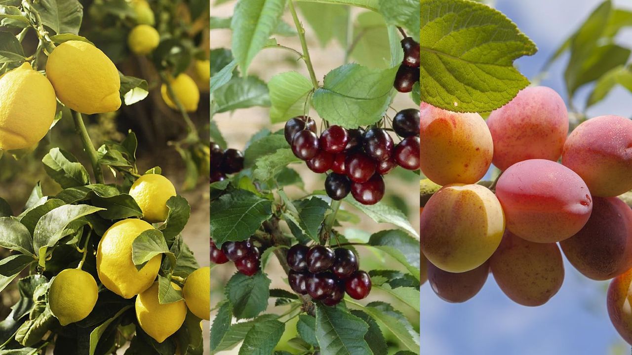 How to pick a fruit tree based on your birth month — the 12 trees and ...