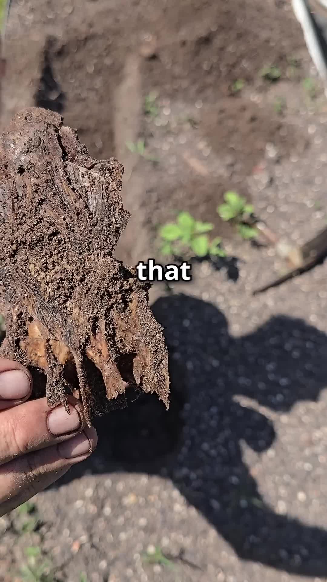 What happens to buried fish waste after 4 months in the garden?