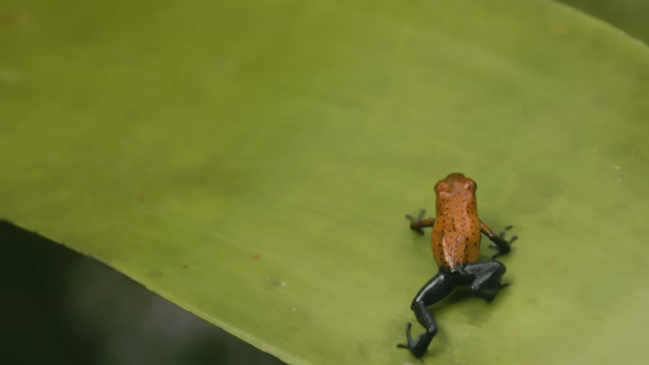 Camouflage experts: The red eyed tree frogs that fool predators instantly