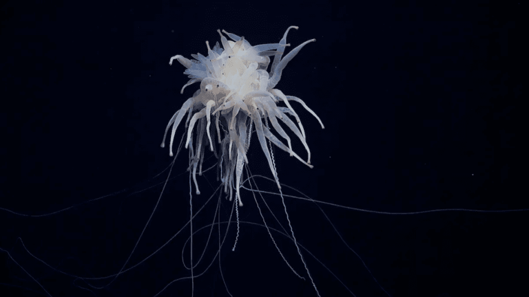 Scientists warn deep-sea mining threatens 788 newly discovered species ...