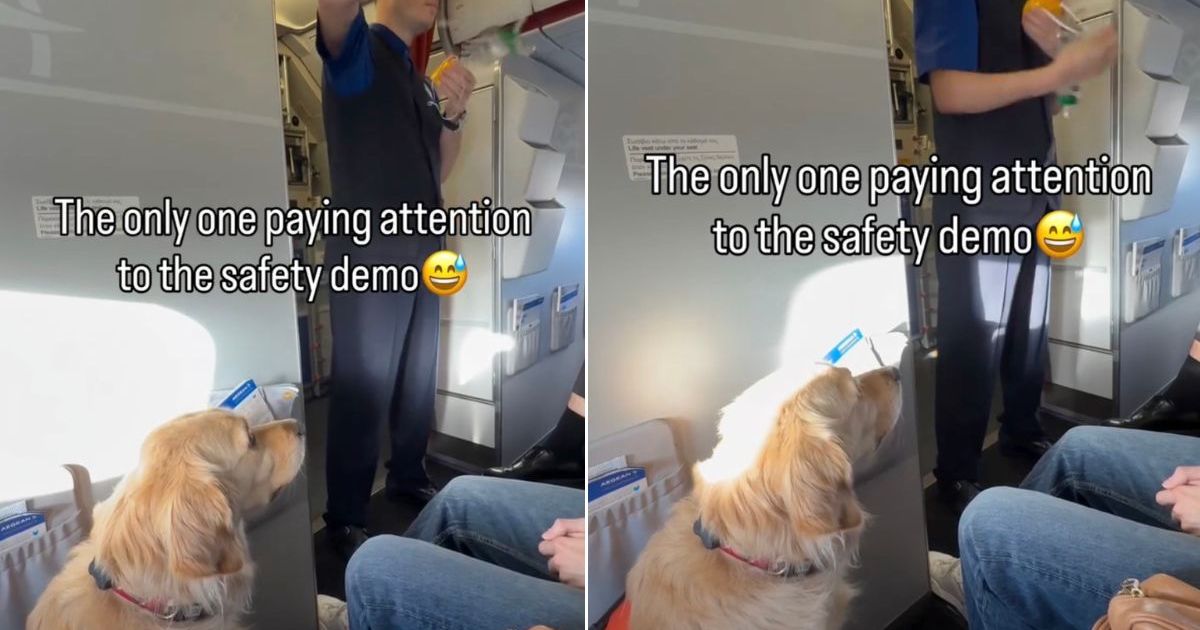 Golden retriever is focused on flight attendant's safety demo