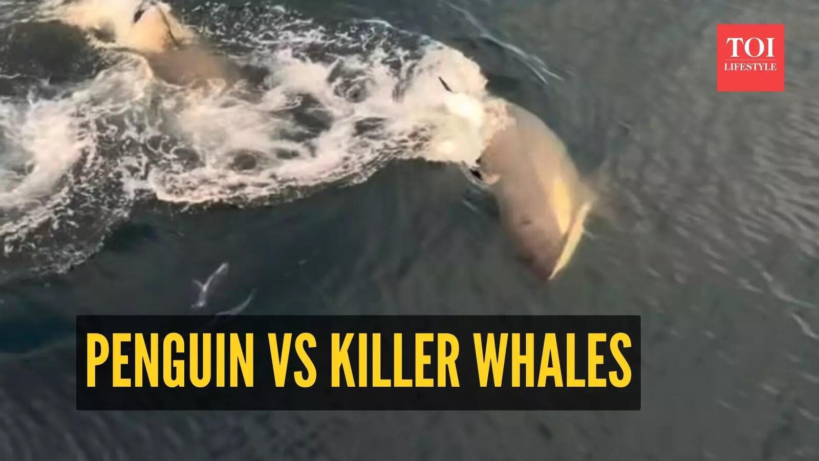 Penguin vs killer whales: Video of Antarctic hunt goes viral online