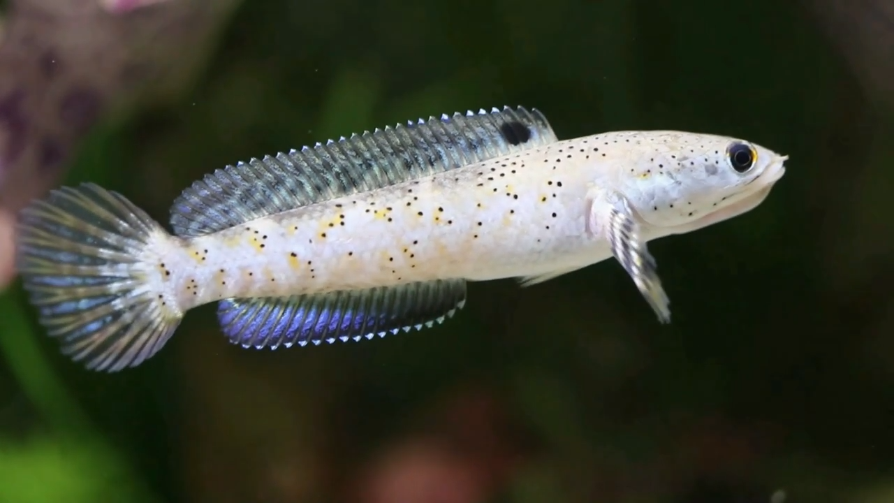 The wild world of walking fish and the species that walks more than it ...