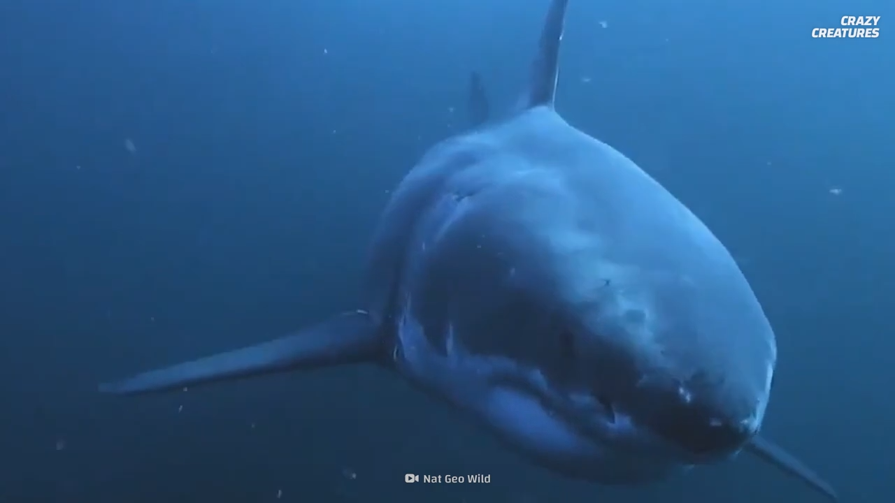 The wild phenomenon that lets animals clone themselves