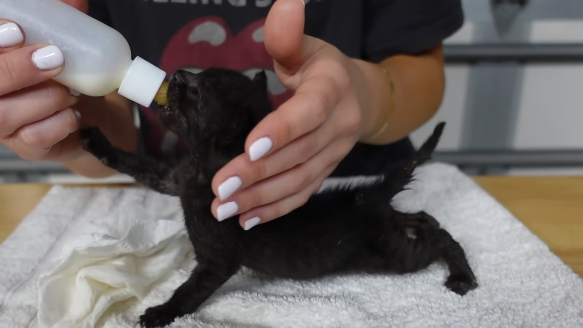 From abandoned to safe: The story of a kitten found in a parking lot