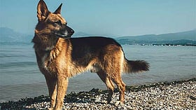 Pet dog's prolonged illness pushes two sisters to take extreme step in ...