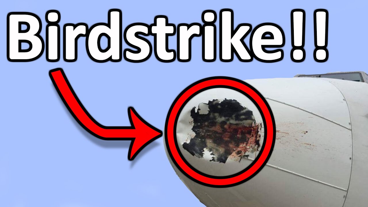 Watch what happens when a plane hits birds at 180 mph