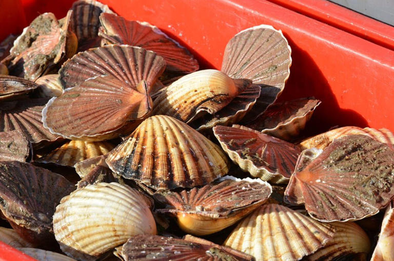 Vier keer per week 2,5 uur coquilles vissen met een klein schip is duurzaam
