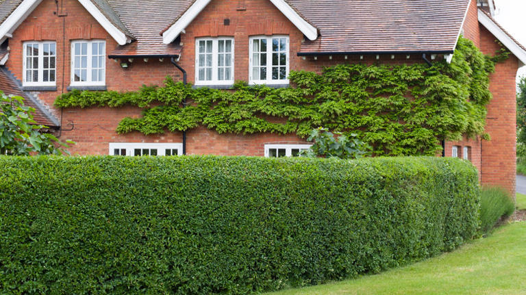 The new DEWALT tools coming in 2026 that'll keep your hedges looking ...