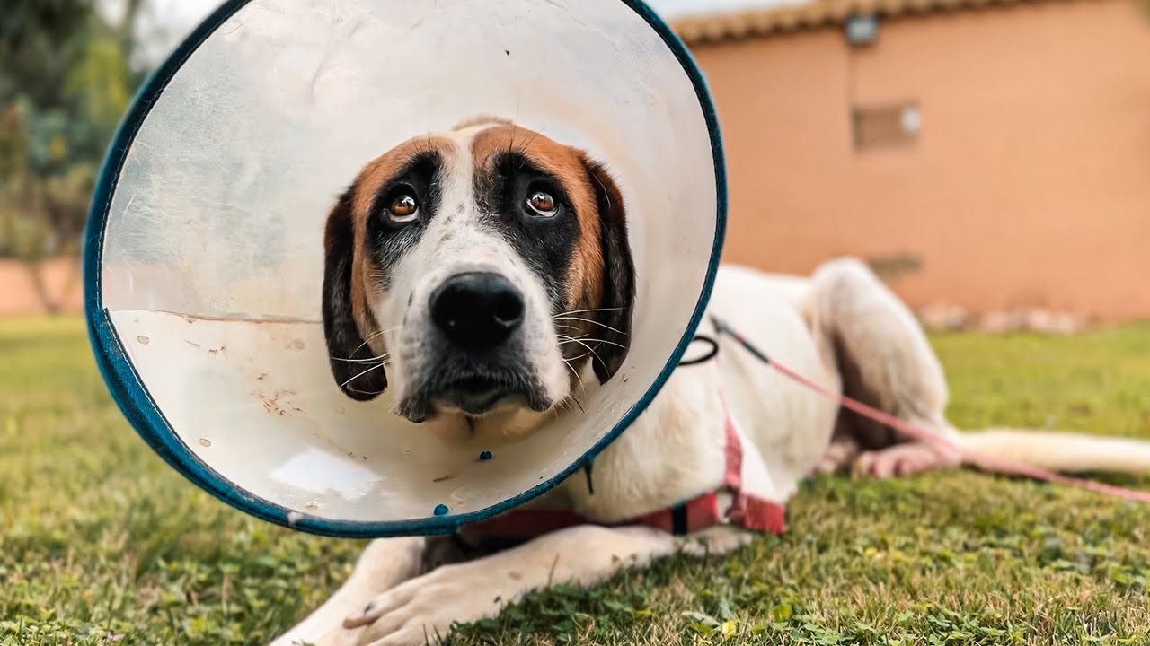 Rescued dog Alma bonds with women but fears men
