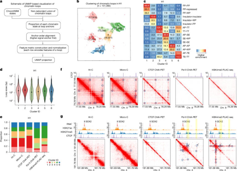 Scientists map human genome in 4D—revealing how DNA interacts