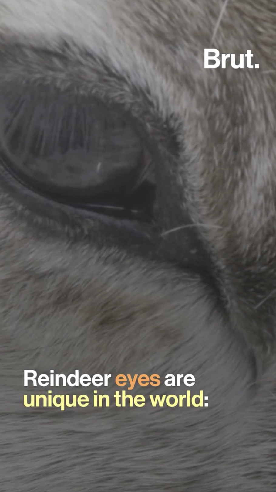 Everyone knows that Rudolph has a red nose, but what color are his eyes?