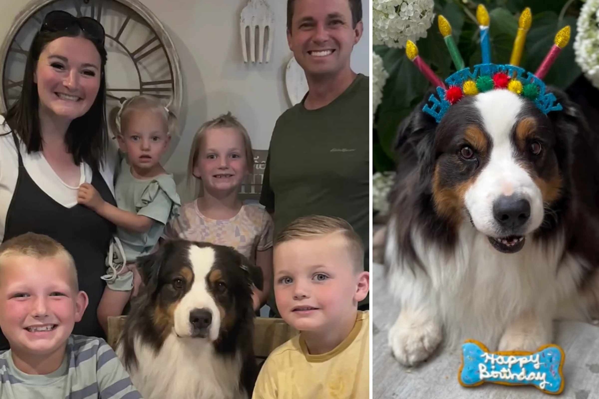 Dog helps bottle-feed baby in adorable video: "The nanny position has ...