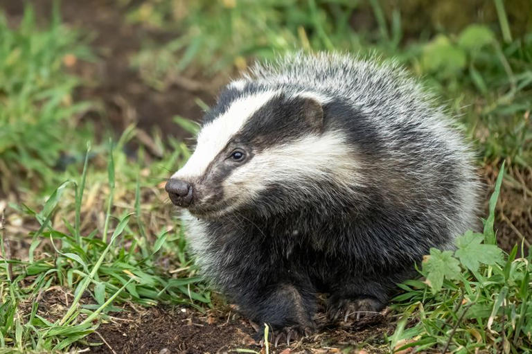 Months-long 'sett-back' for repairs to closed road due to mating badgers