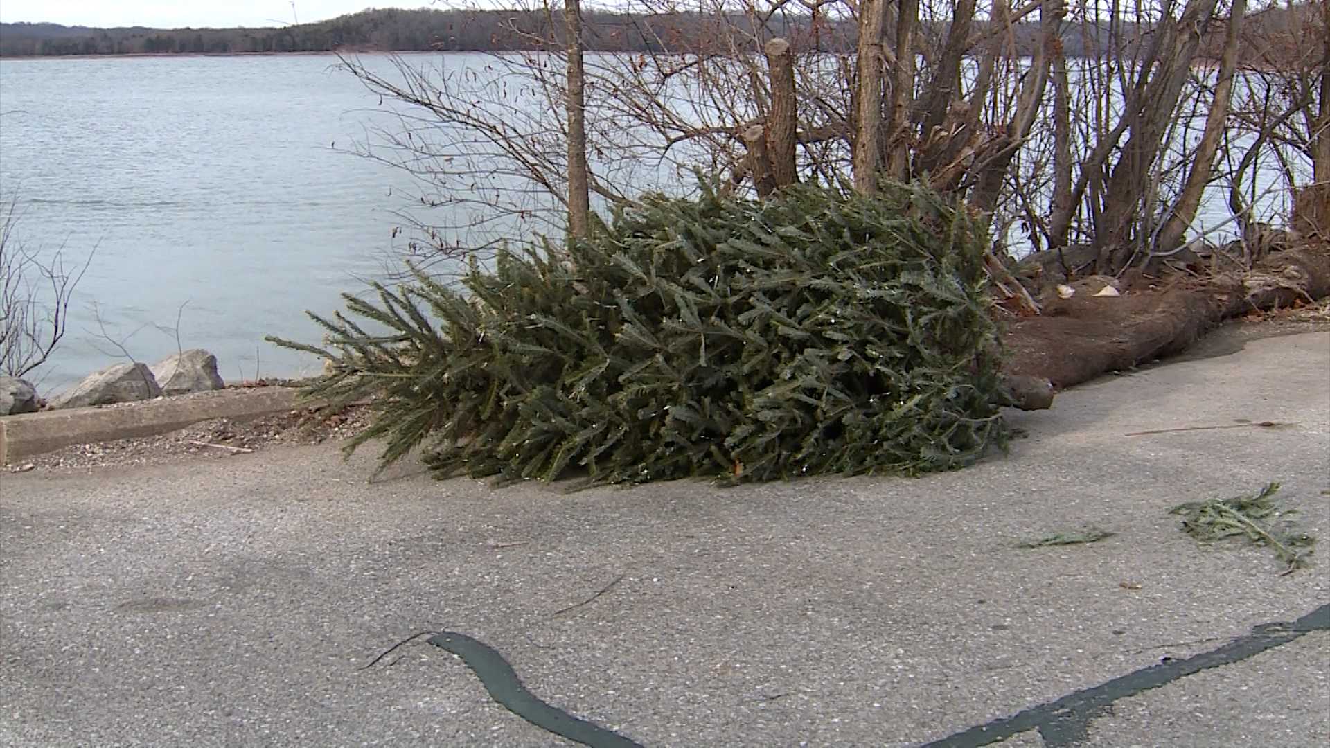 Arkansas Game and Fish Commission offers Christmas tree drop off sites