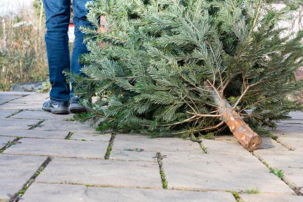 Round Table's Christmas tree collection returns to Flintshire