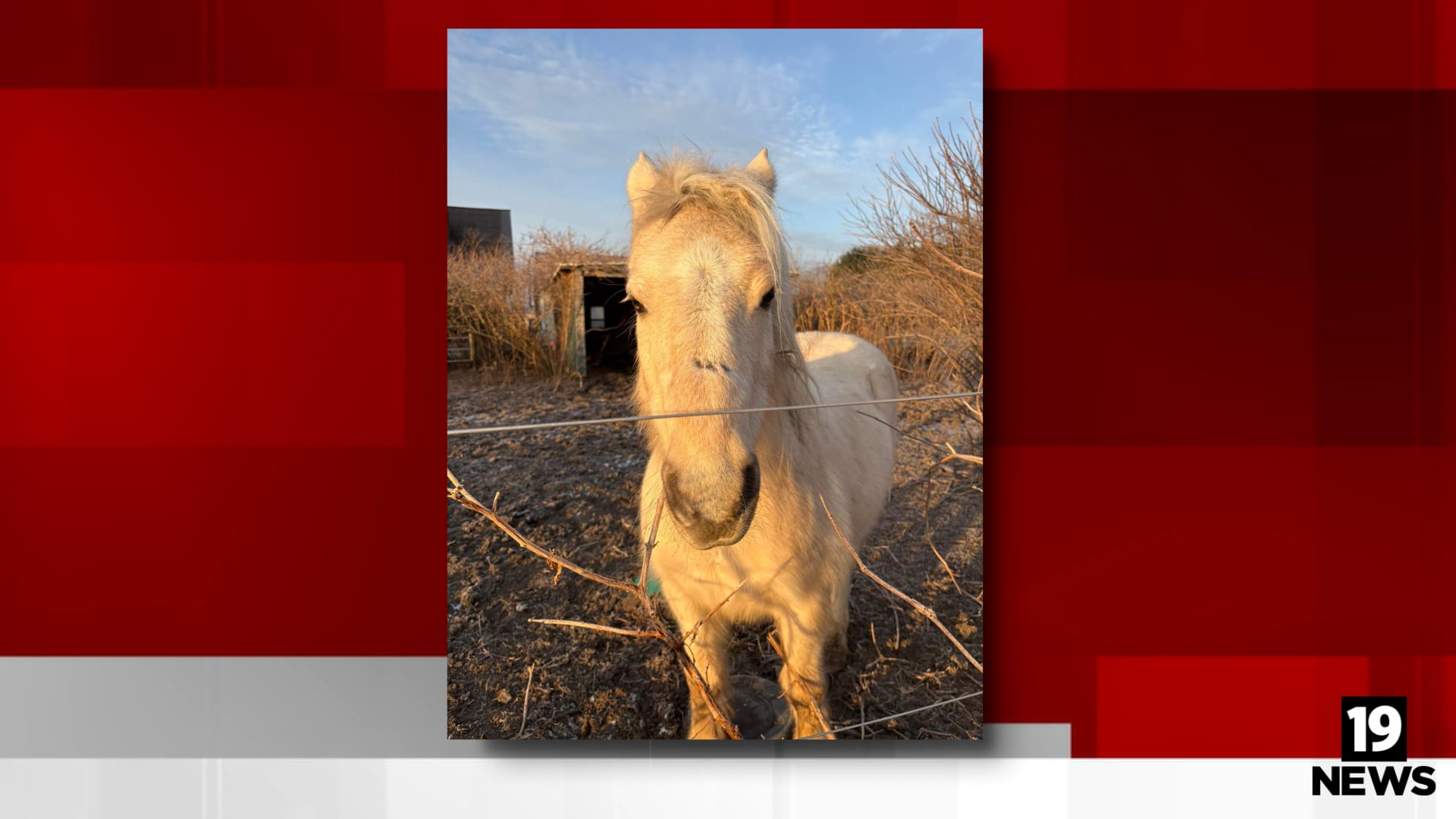 Ashland County pony 'running amok' prompts Christmas rescue