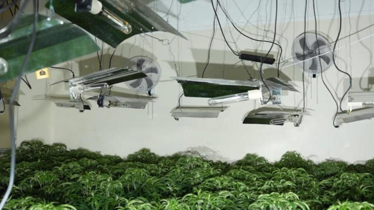 Cannabis farms found in homes, casino and under M1