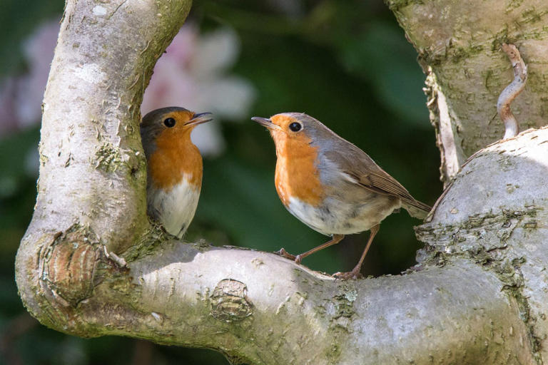 Robins think of us as pigs — and 9 other fun facts you never knew about ...