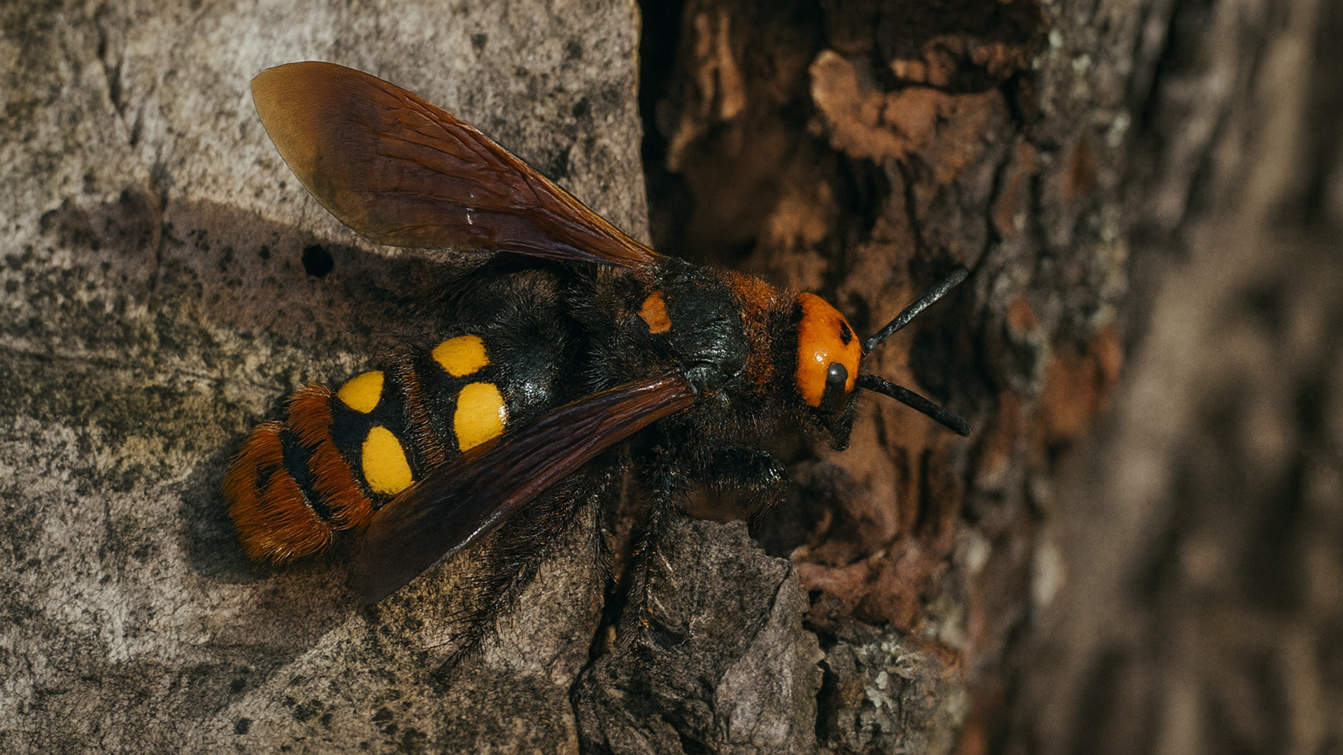 Striking colors of the giant hornet