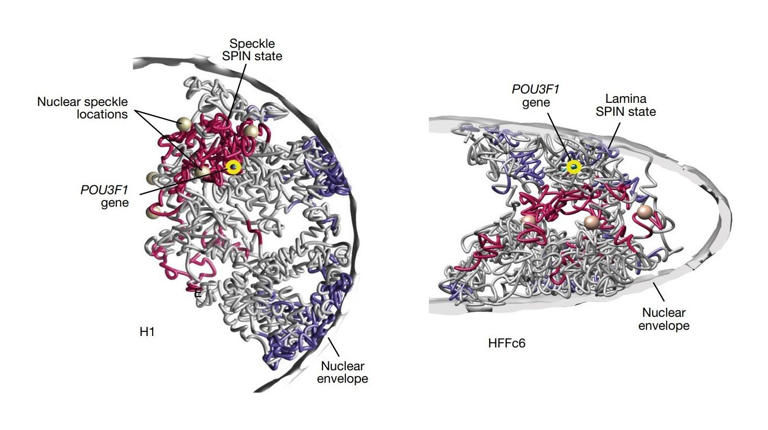 🧬 The first 3D mapping of the human genome