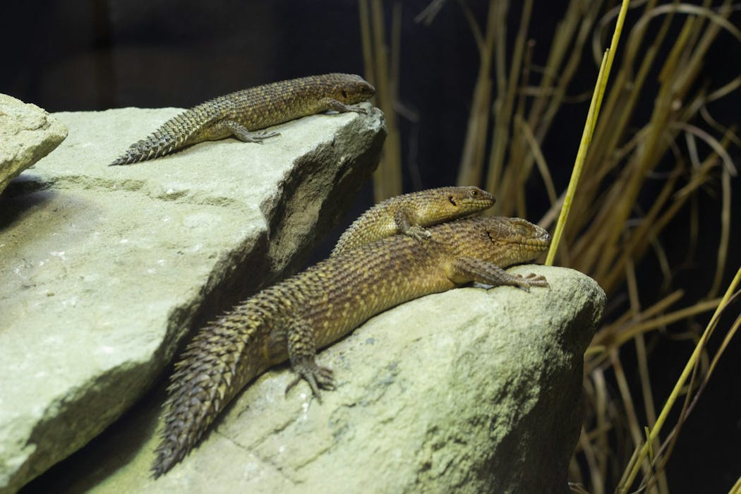 Reptil kerap diabaikan dan diperlakukan semena-mena. Begini cara ...