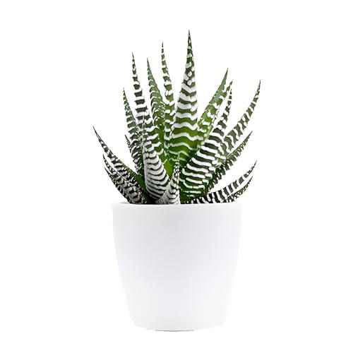 5 best air-purifying indoor plants for living room: Get fresh and ...