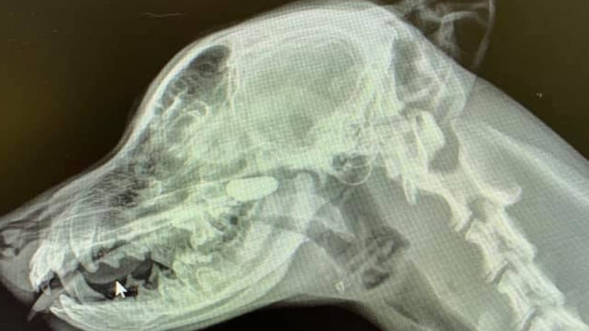 Vet x-ray reveals shocking object in Labrador puppy's nose