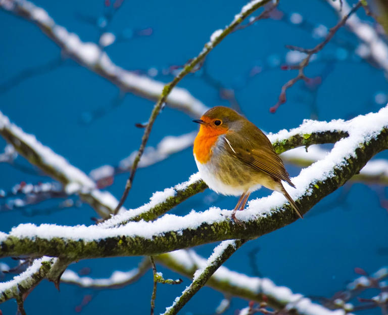 Robins think of us as pigs — and 9 other fun facts you never knew about ...