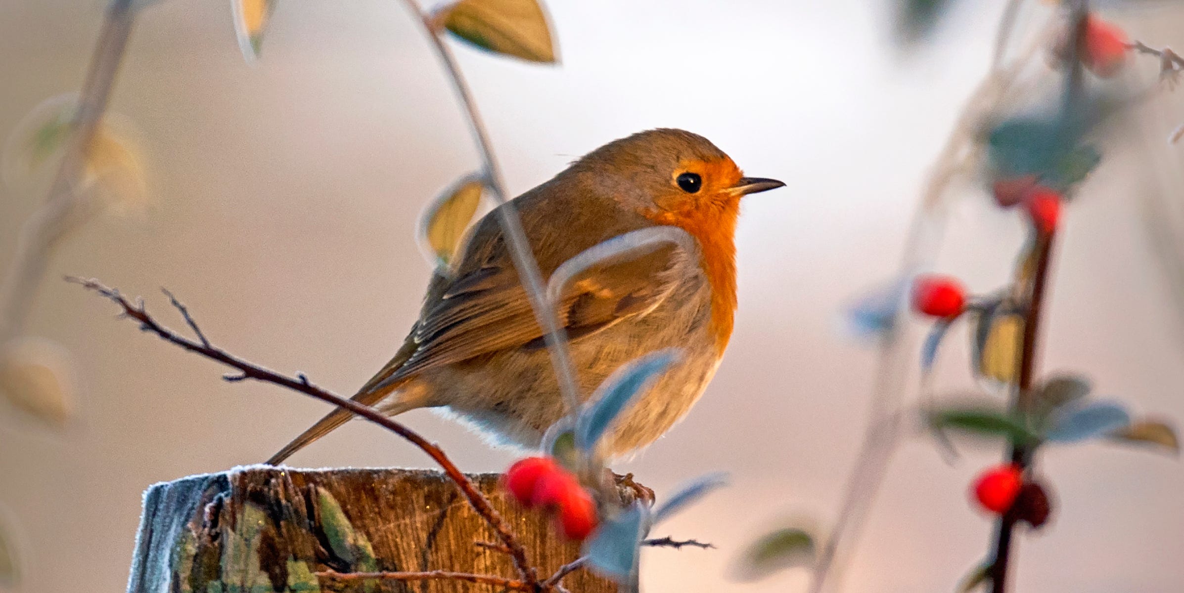 Robins think of us as pigs — and 9 other fun facts you never knew about ...