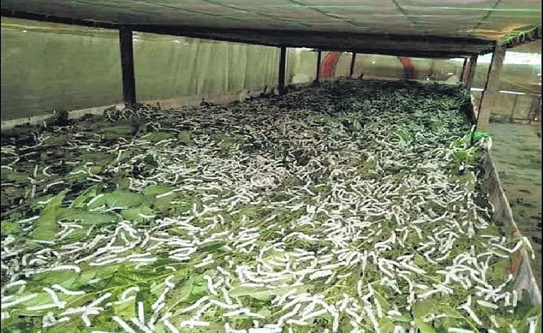 Odisha government to roll out new scheme to infuse life in sericulture