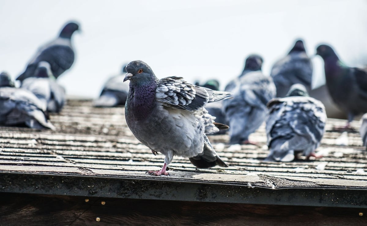 Mumbai businessman to pay Rs 5,000 fine for feeding pigeons