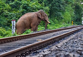 Wild elephants' movement disrupts rail, road traffic across Jharkhand