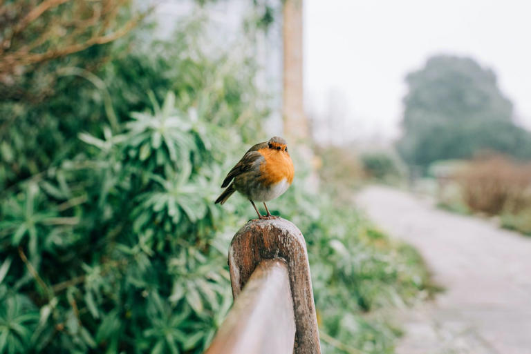 Robins think of us as pigs — and 9 other fun facts you never knew about ...