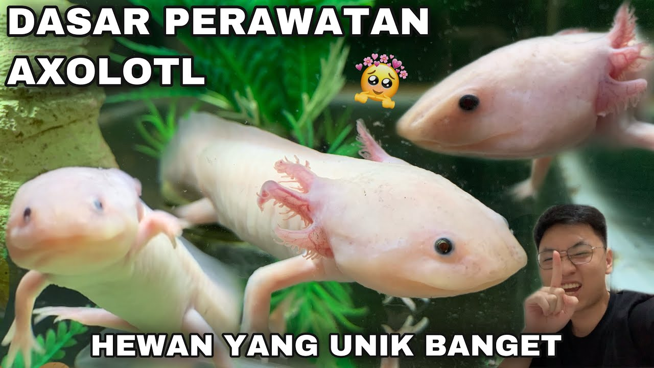 Cara merawat axolotl: Tips mudah untuk hewan peliharaan air dingin