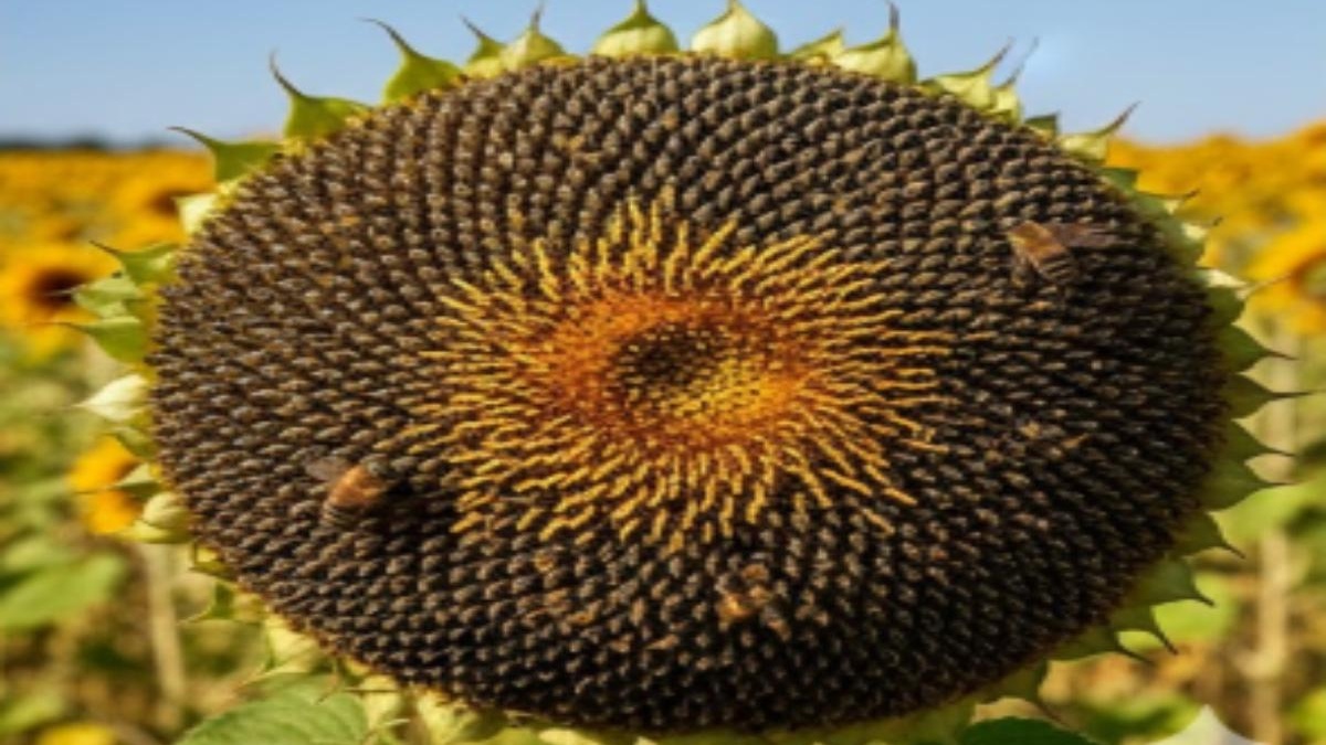 Sunflower seeds: The budget-friendly superfood fueling fitness and ...