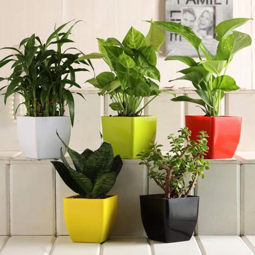 5 best air-purifying indoor plants for living room: Get fresh and ...