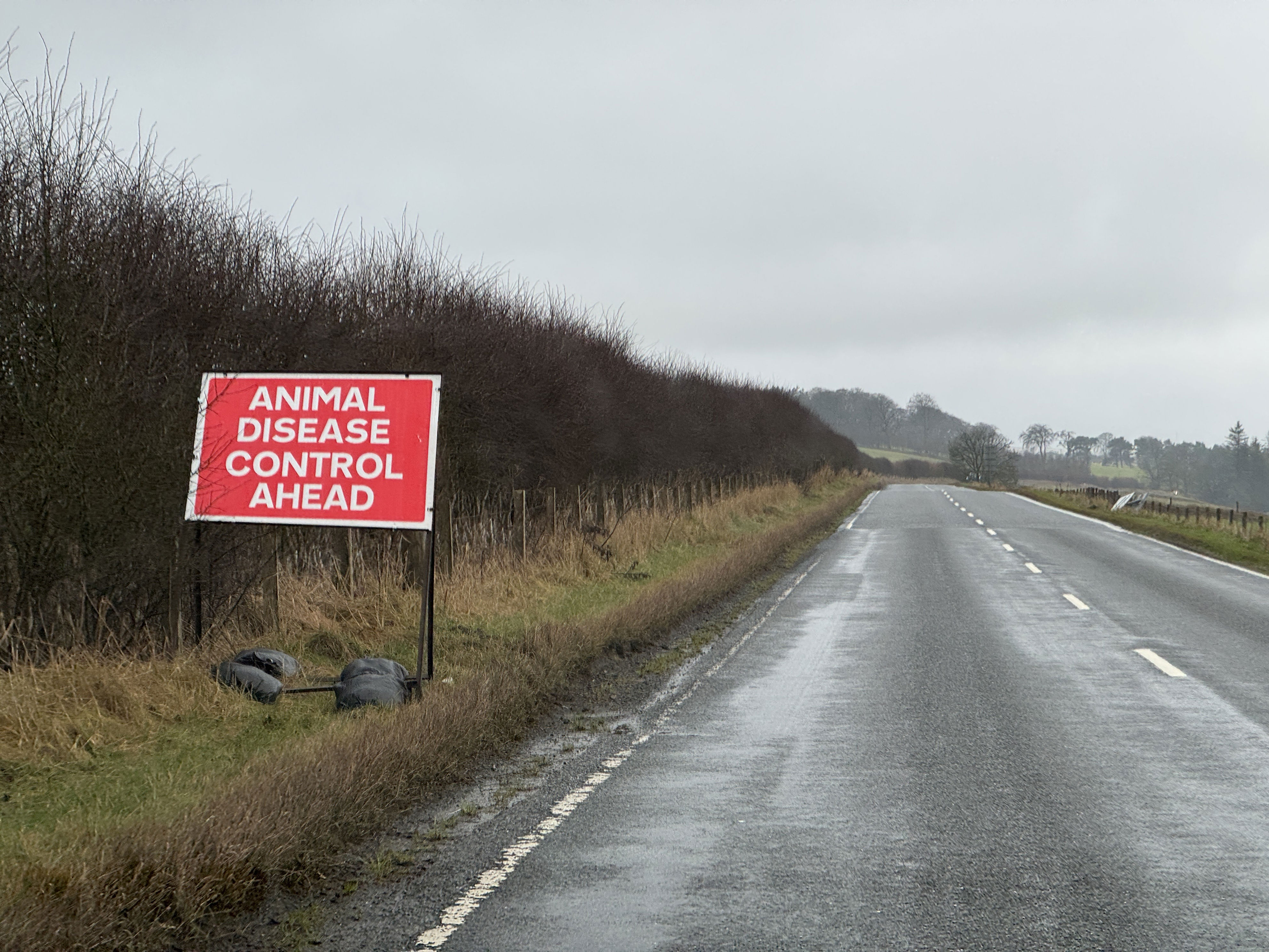 Tens of thousands of birds culled as avian flu spreads