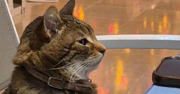 Nobody talks to this cat during family dinner & video explains why