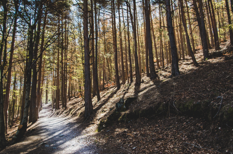 Nématode du pin : l'Etat annonce un soutien financier pour soutenir l ...