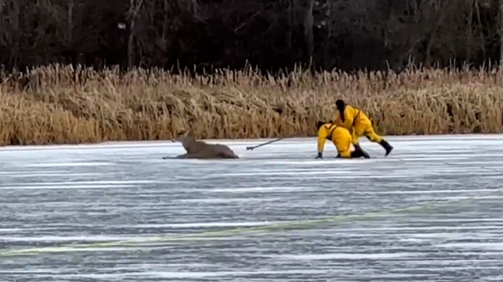 Firefighters crawl across frozen lake to rescue deer stuck on thin ice